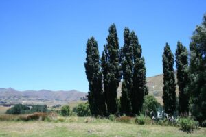 Tree Shapes for Your Yard
