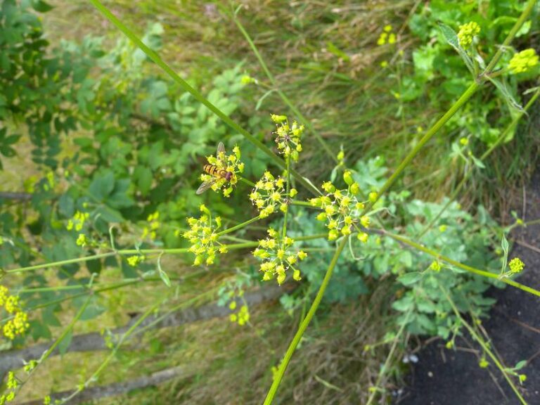 15 Common Weeds in Iowa