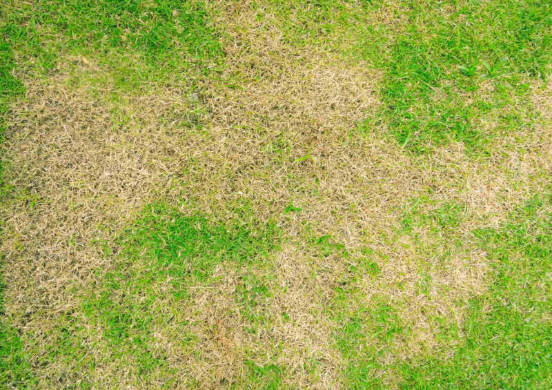 How to Fix Patchy Grass