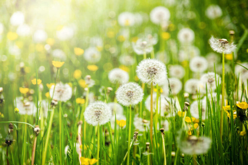 Most Common Weeds in Indiana