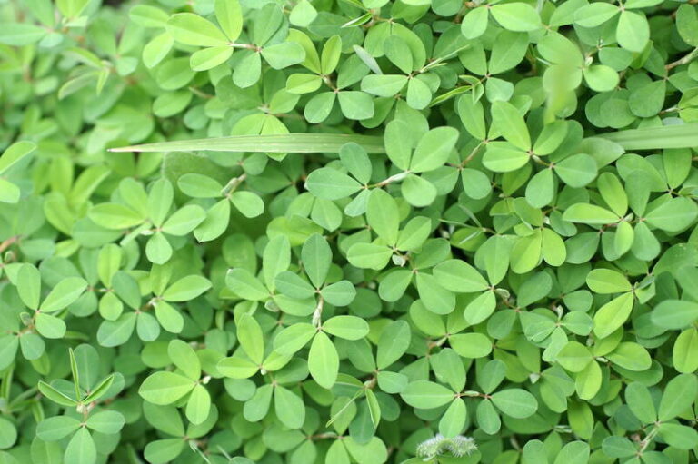 Common Lawn Weeds South Carolina