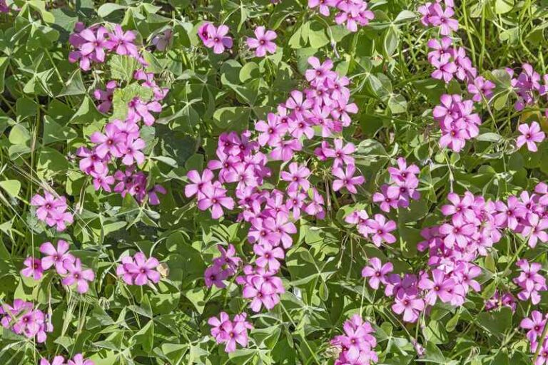 Common Lawn Weeds South Carolina