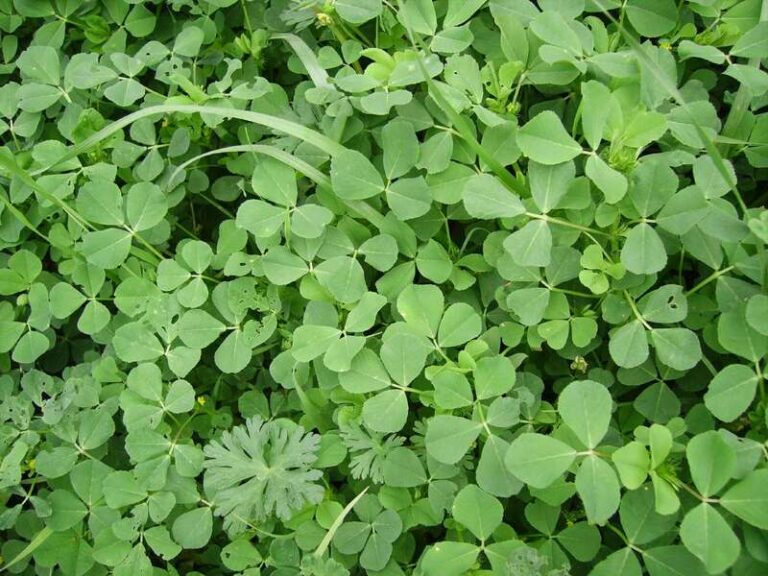 When to Plant Clover in Michigan