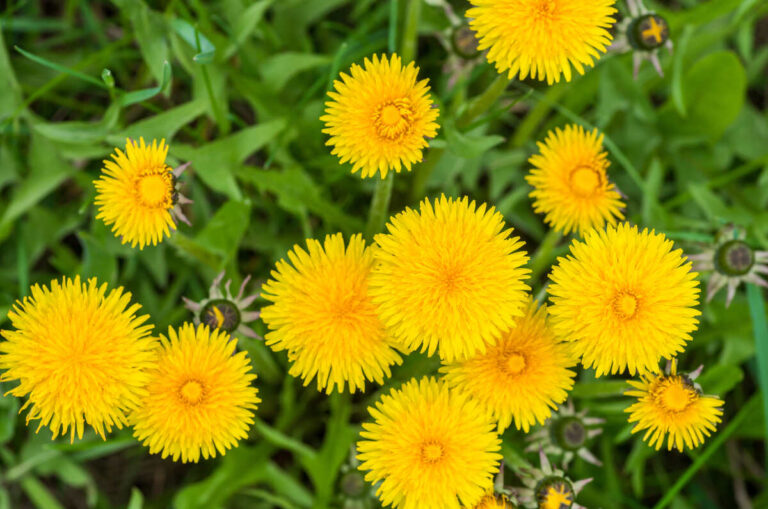 10 Common Weeds in North Carolina