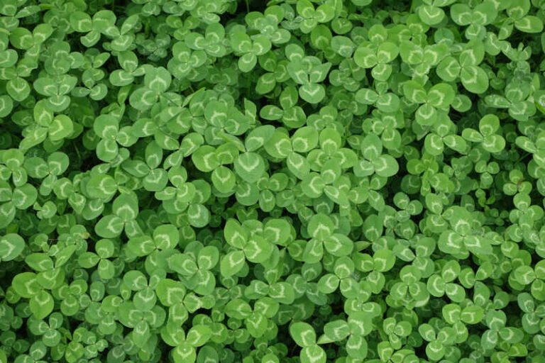 Pros and Cons of Clover Lawns in Northern California