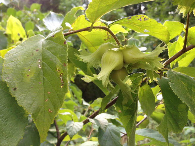 Best Native Plants for Iowa