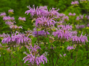 Best Native Plants for Iowa