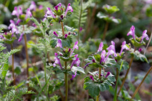 Most Common Weeds in Michigan