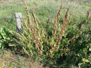 Most Common Weeds in Michigan