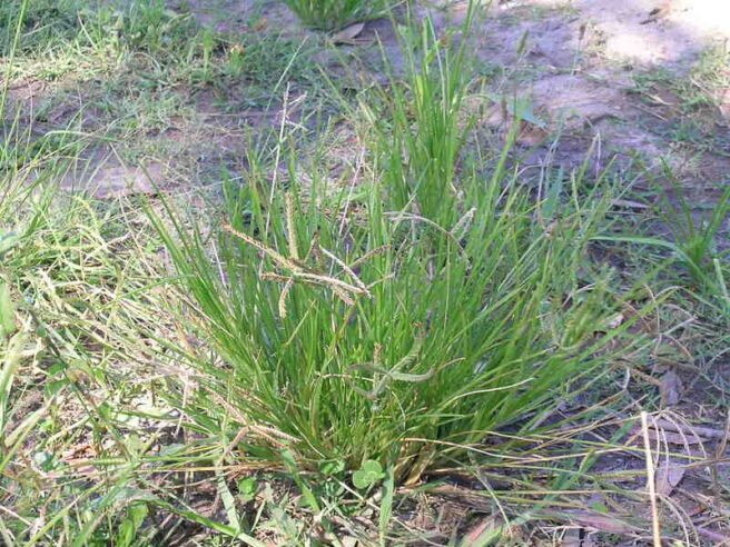 Most Common Weeds in Michigan