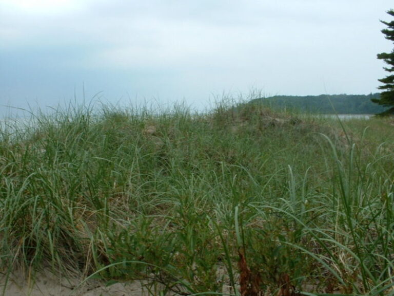 Best Native Plants for Rhode Island