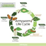 What Are Armyworms?