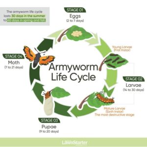 What Are Armyworms?