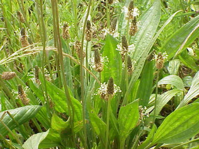 Most Common Weeds in Michigan
