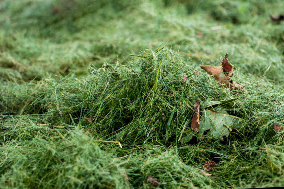 Mulching vs. Bagging Grass Clippings