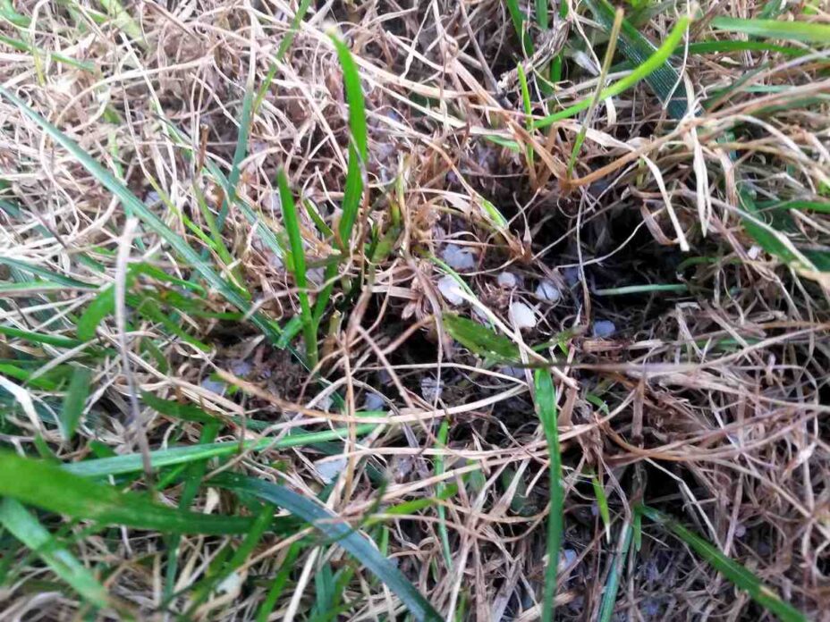 How to Fix an Over-Fertilized Lawn