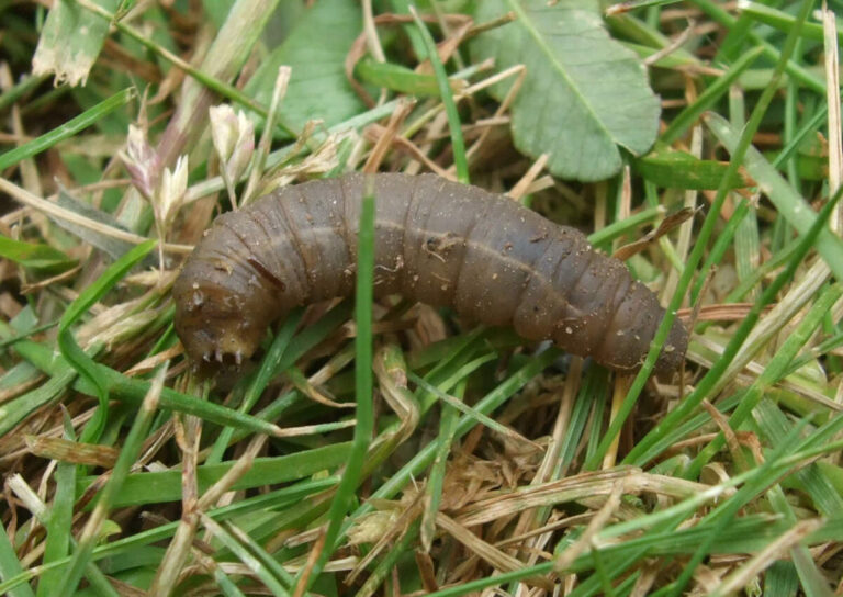 15 Common Insect Pests Damaging Your Lawn