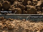 What Causes Compacted Soil?