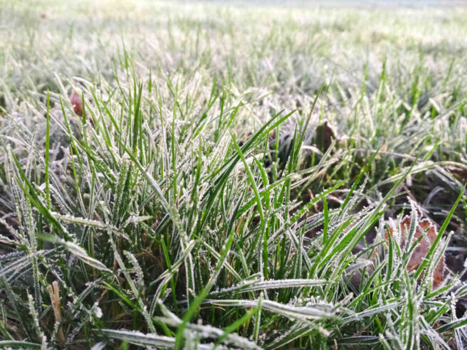 What is Winter Desiccation in Your Lawn?