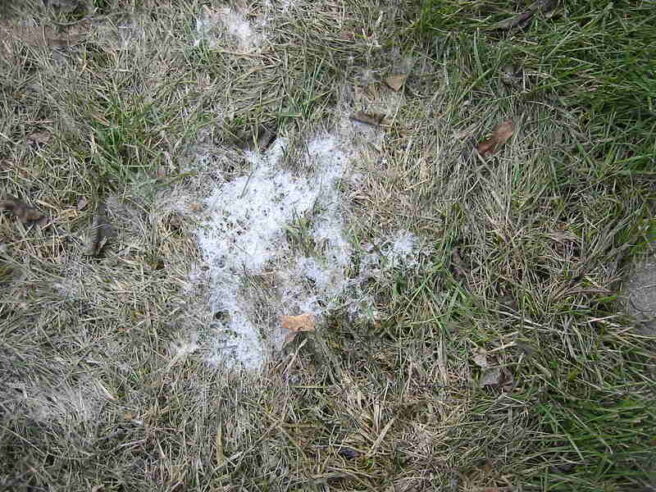 What is Snow Mold?