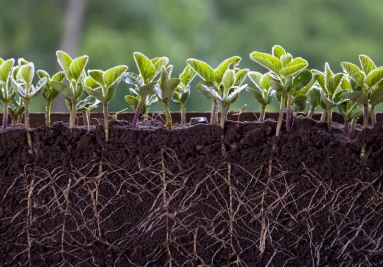 How to Fix Compacted Soil