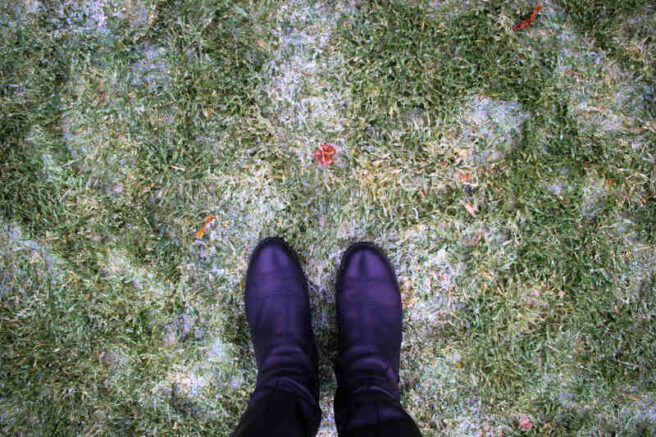 What is Winter Desiccation in Your Lawn?