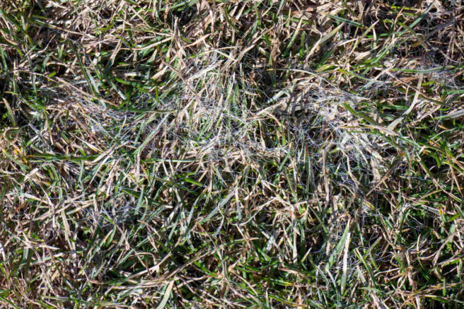 What is Snow Mold?