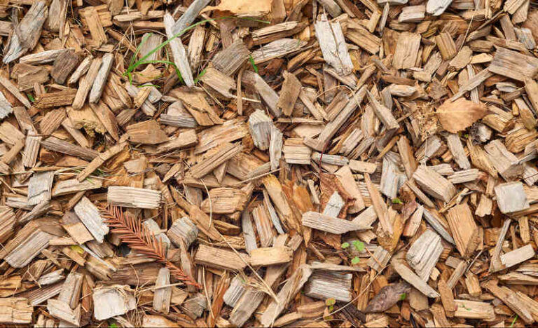 11 Plants that Repel Fleas