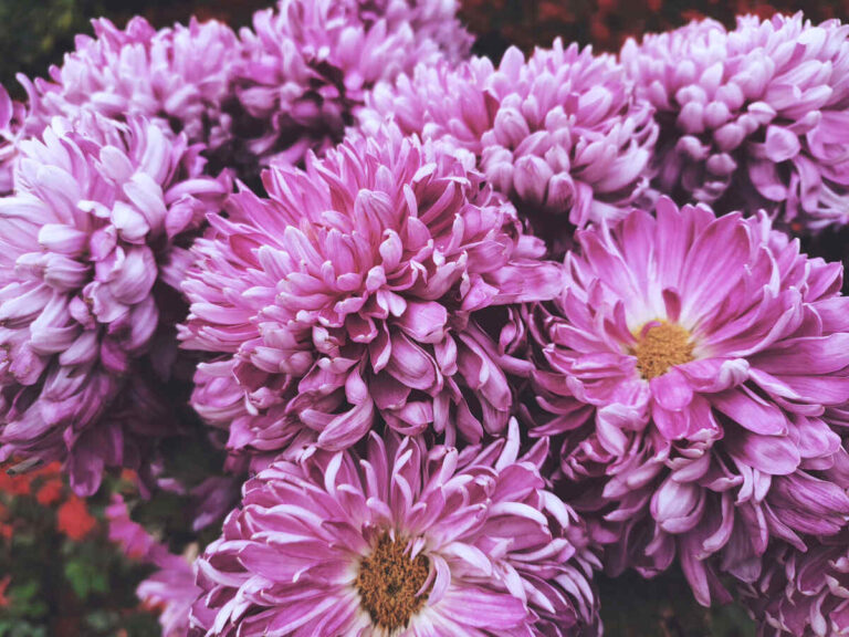 11 Plants that Repel Fleas