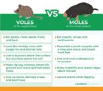 Voles vs. Moles: How to Tell the Difference