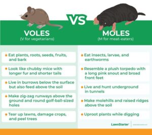 Voles vs. Moles: How to Tell the Difference