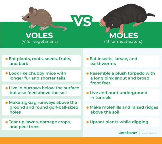 Voles vs. Moles: How to Tell the Difference