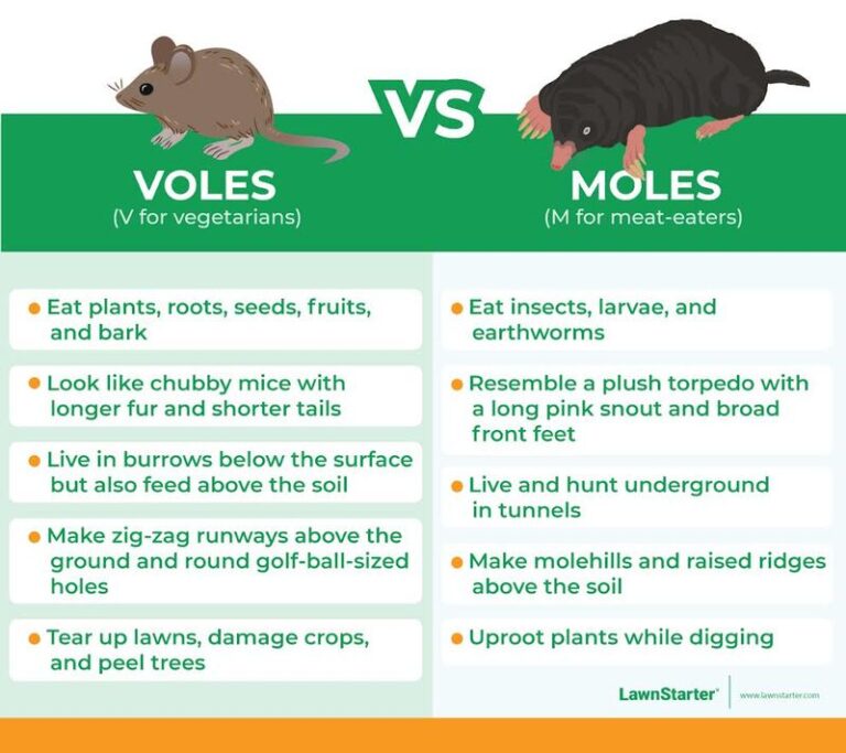 Voles vs. Moles: How to Tell the Difference