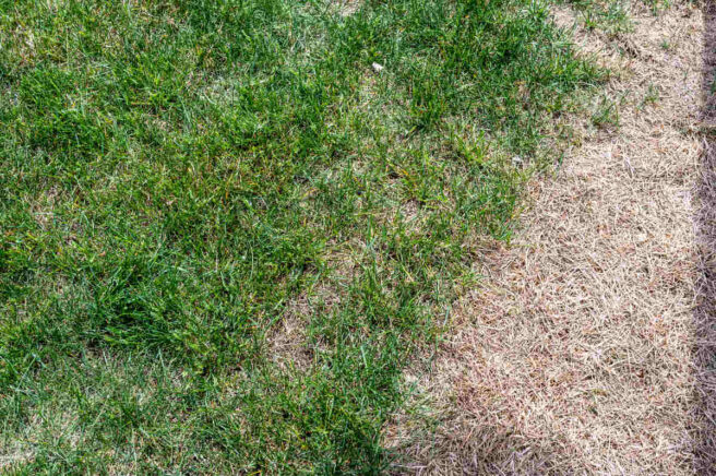 Signs of Salt Damage on Your Lawn