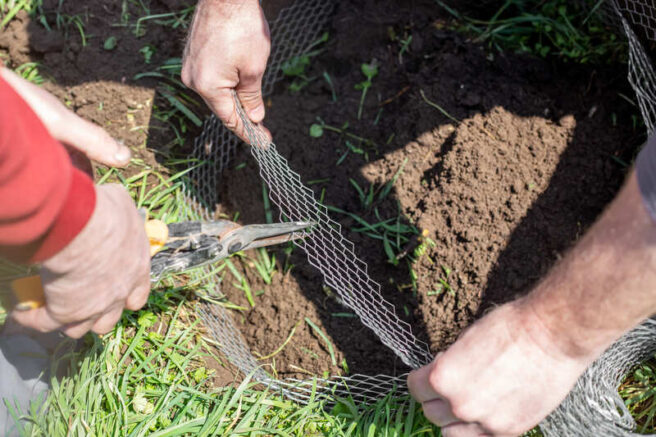 Voles vs. Moles: How to Tell the Difference