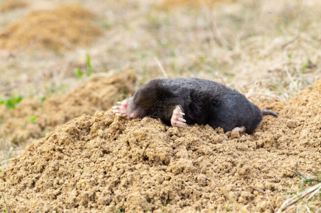 Voles vs. Moles: How to Tell the Difference
