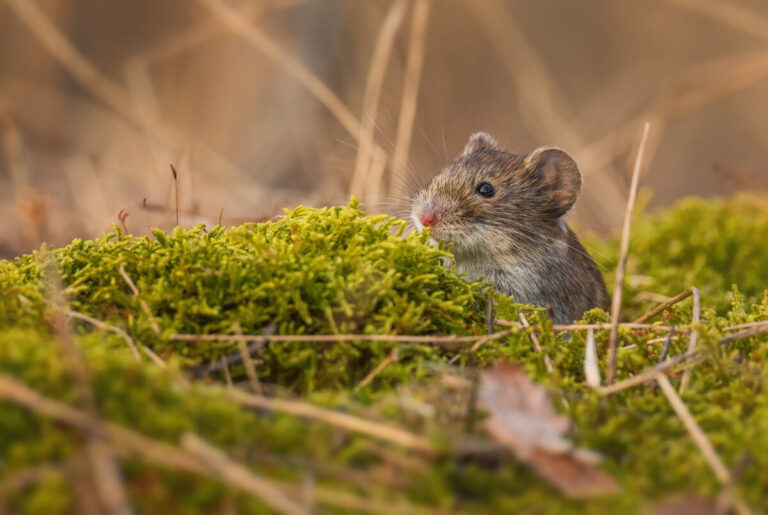 How to Repair Vole Damage