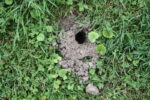 Signs of Voles in Your Yard