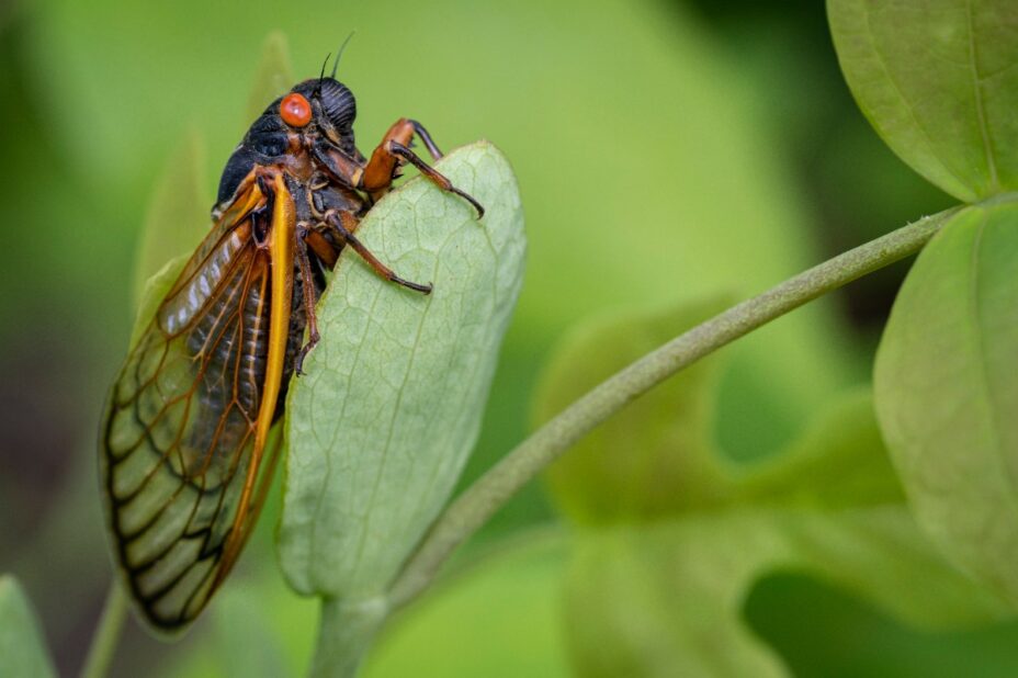 How to Get Rid of Cicadas, Plus 2026 Forecast