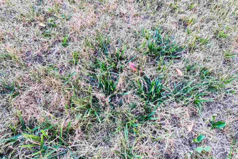 5 Signs of Acidic Soil in Your Lawn (Low pH)