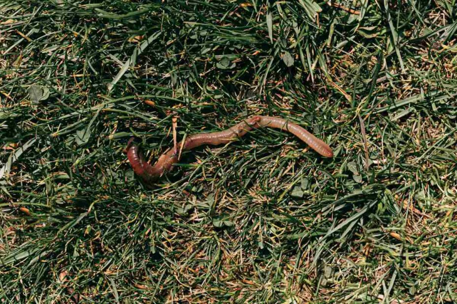 How to Attract Earthworms to Your Lawn (5 Tips)