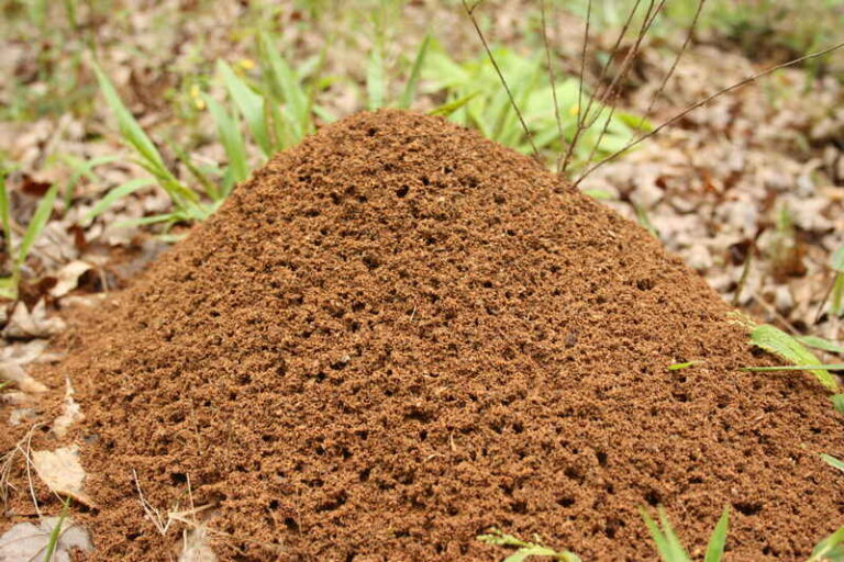 How to Get Rid of Fire Ants in Your Yard