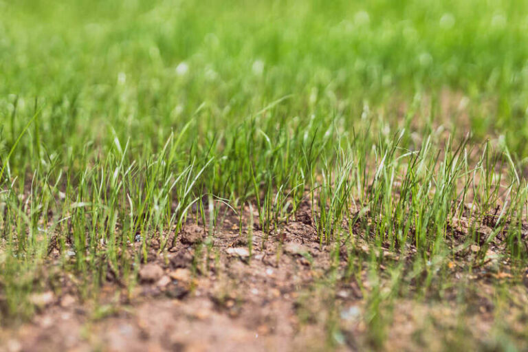 How to Care for New Grass