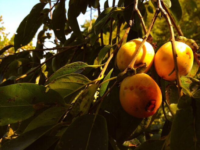 16 Best Wind-Resistant Trees