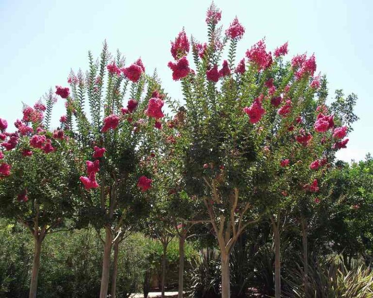 16 Best Wind-Resistant Trees