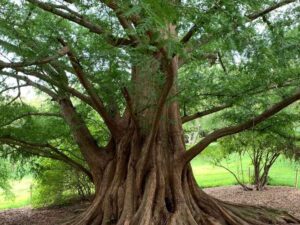 16 Best Wind-Resistant Trees