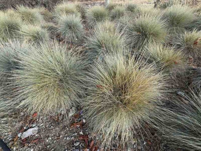 Types of Ornamental Grass