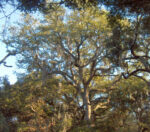 16 Best Wind-Resistant Trees