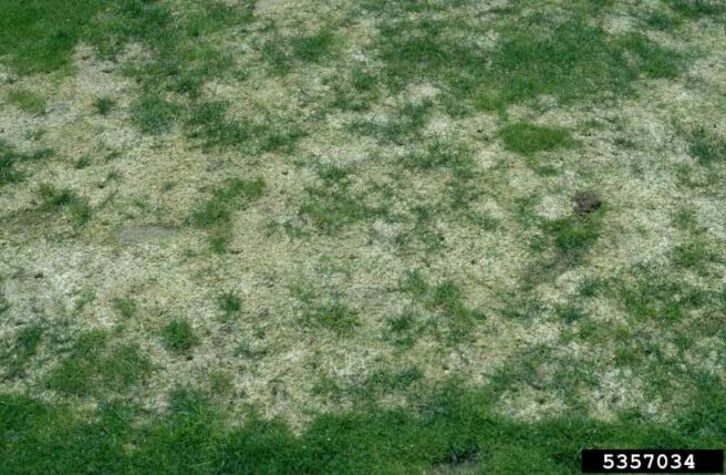 Common Lawn Diseases and How to Identify Them