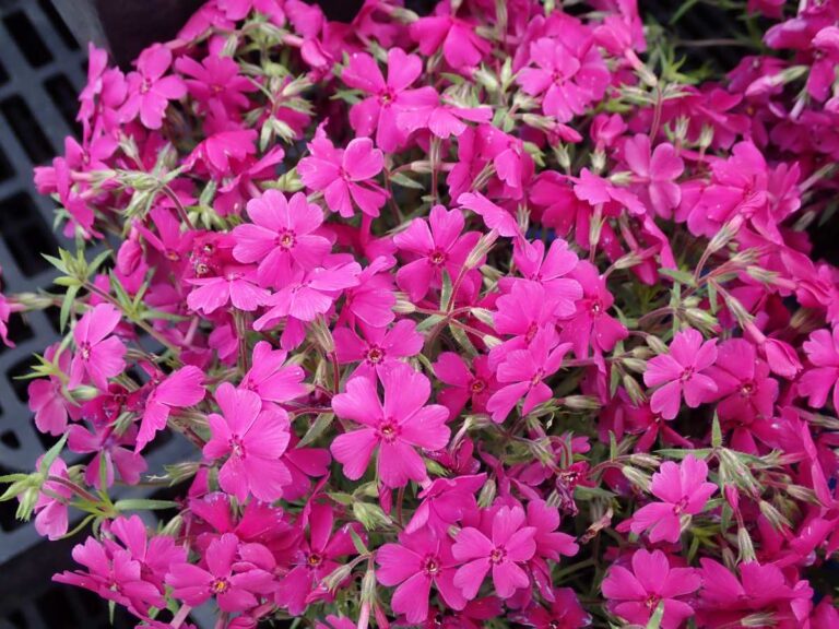 Fire-Resistant Landscaping Plants